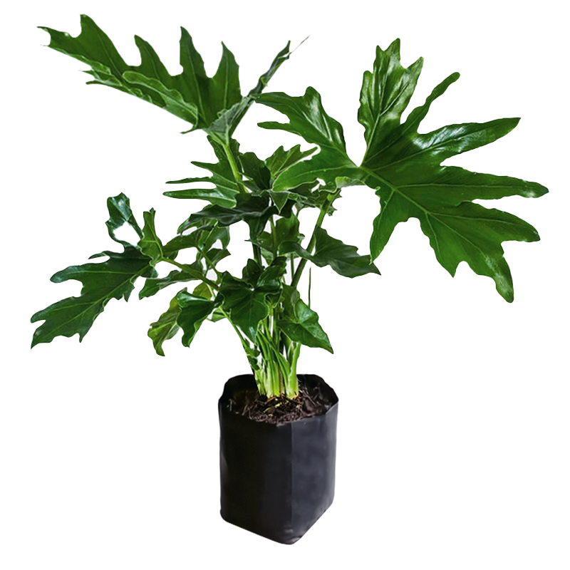 Garra de León – RANCHO VERDE MX