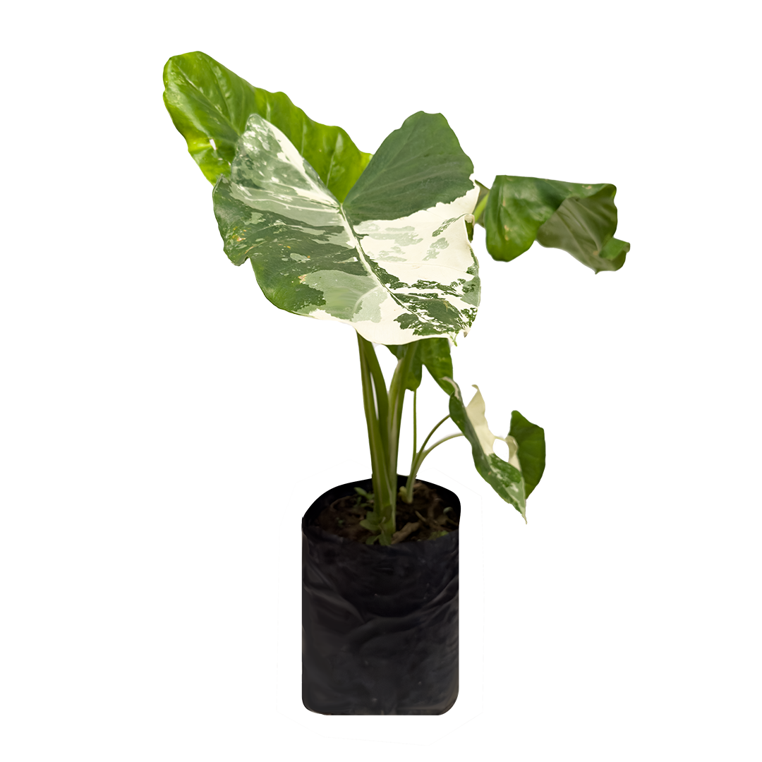 Hoja Elegante Variegada – RANCHO VERDE MX