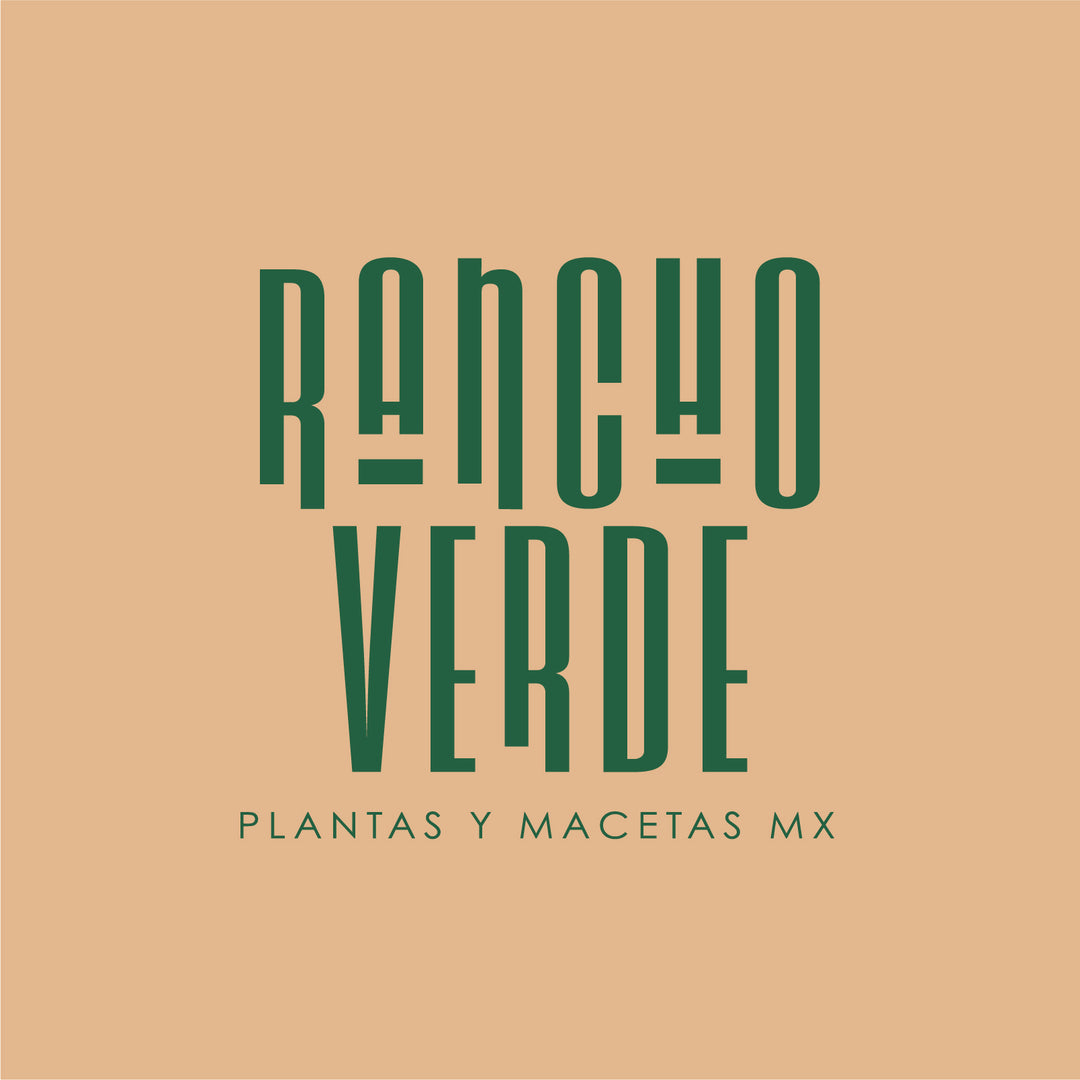 PLANTA CON MACETA – RANCHO VERDE MX