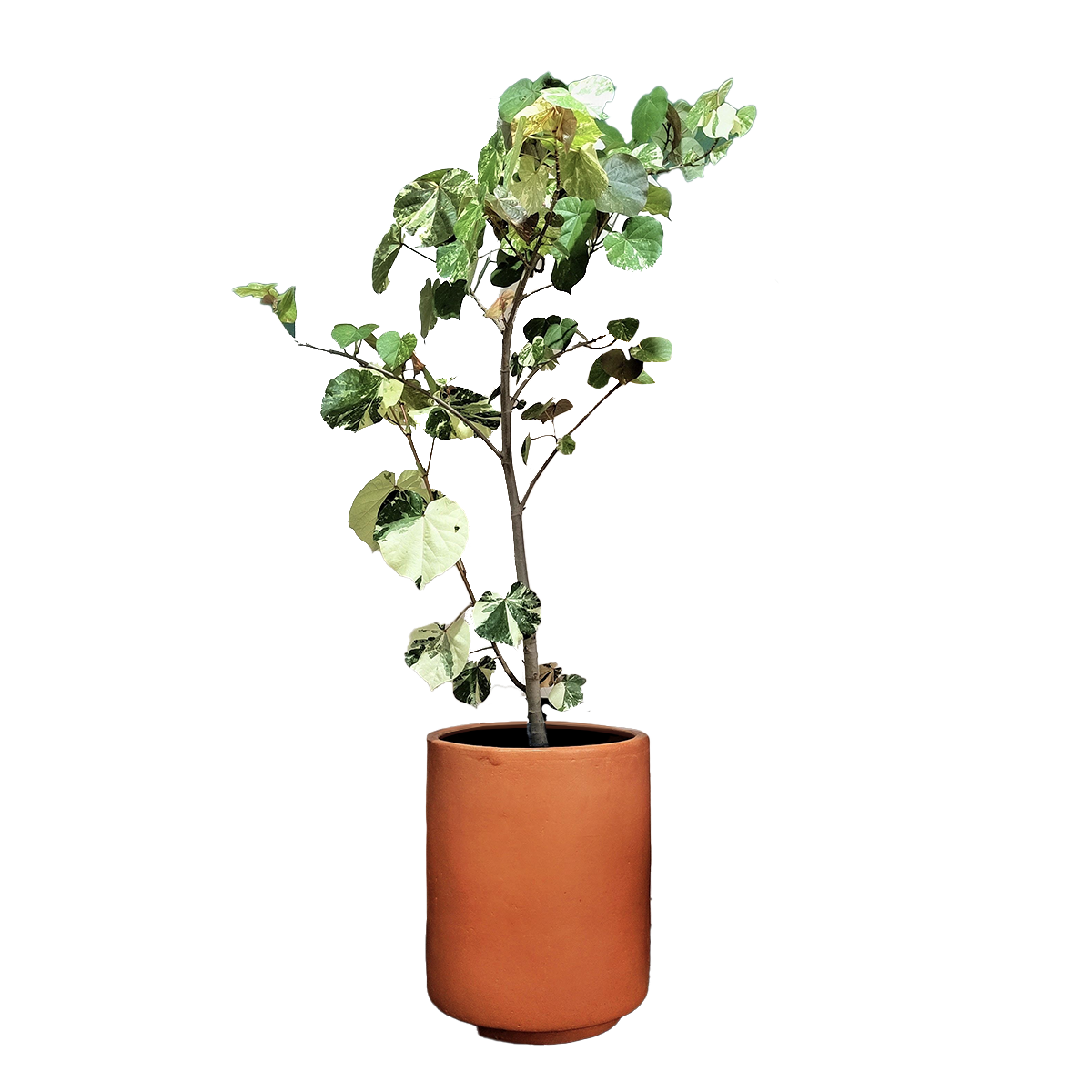 Arbusto Majagua Variegada – RANCHO VERDE MX