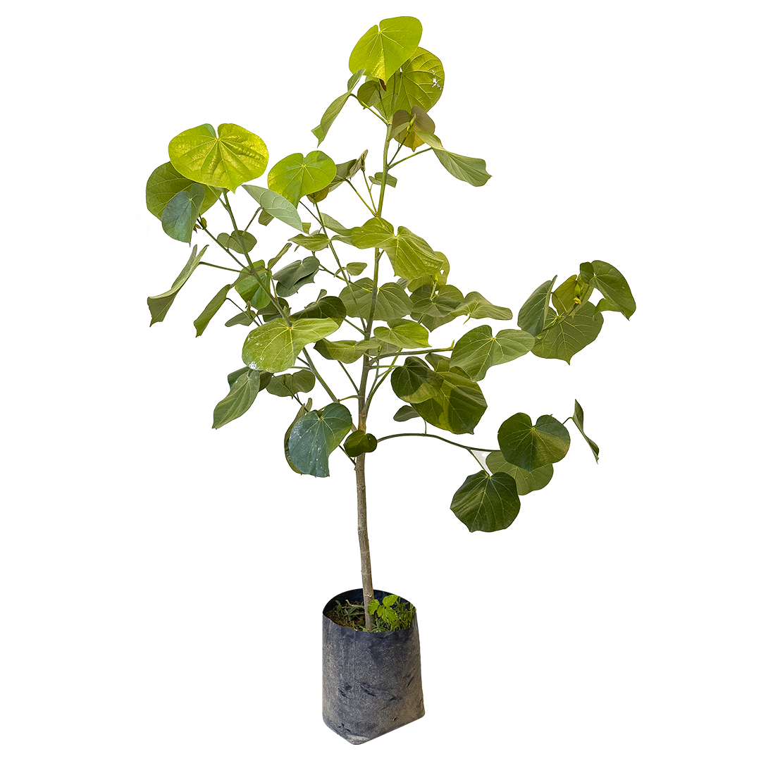 Arbusto Majagua – RANCHO VERDE MX